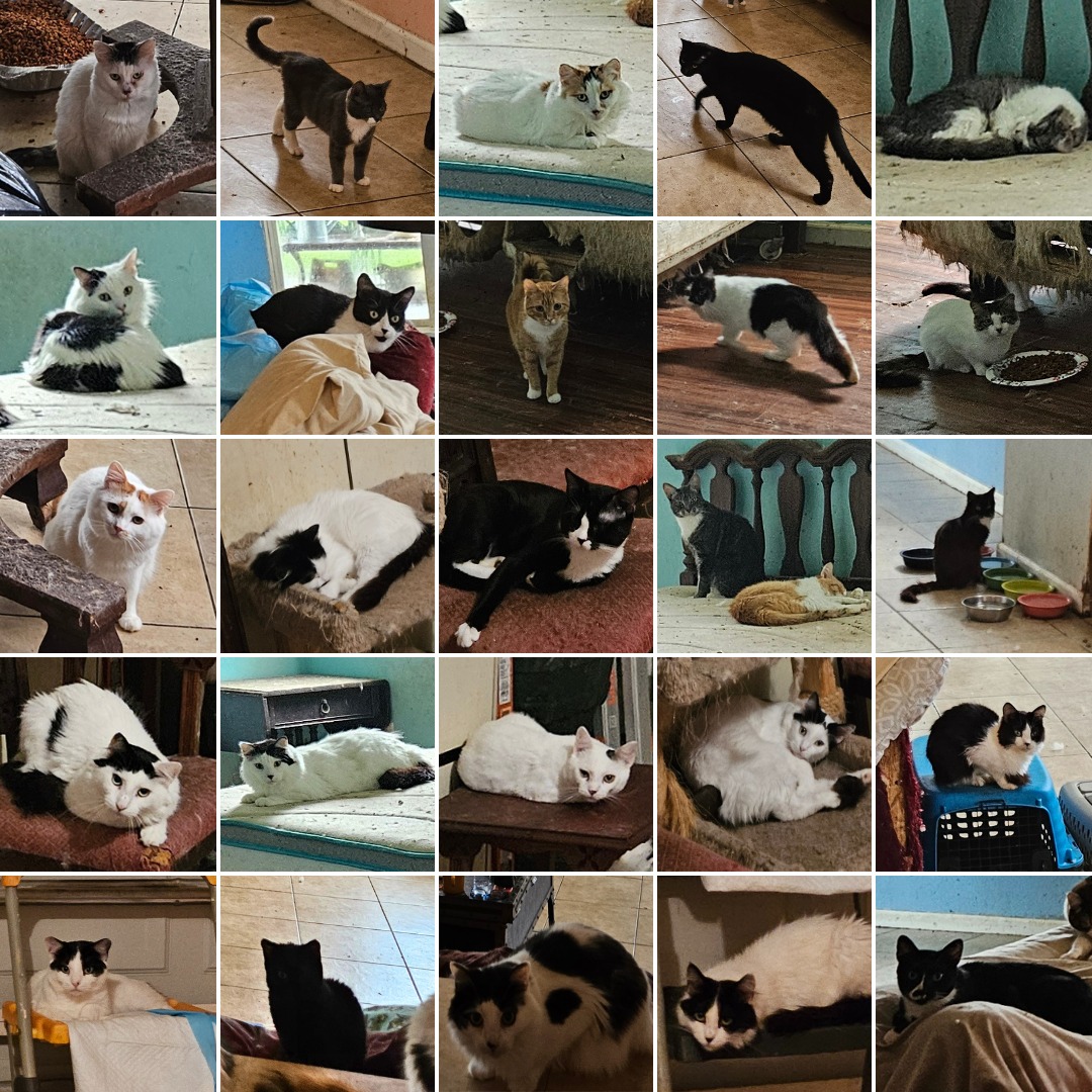 Nearly 100 Cats Found Crammed Inside Florida Home — No Charges Filed ...