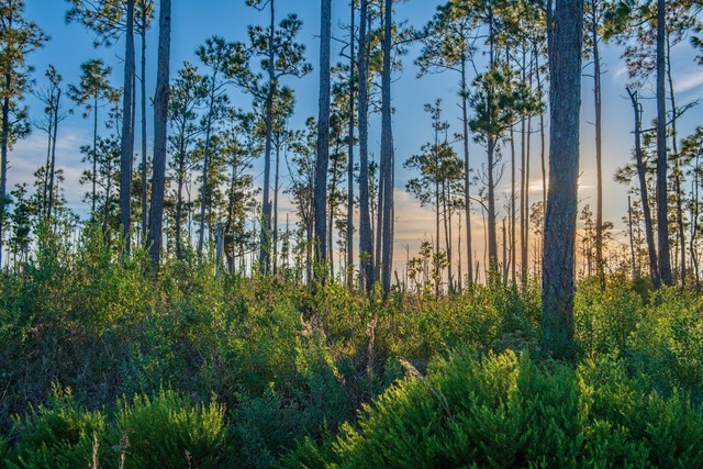 Florida Just Added a Brand-New State Forest—And It’s a Big One ...